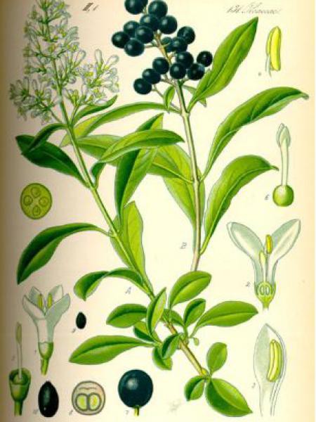 Troène commun, Troène d'Europe - Ligustrum vulgare - Le Jardin du Pic Vert