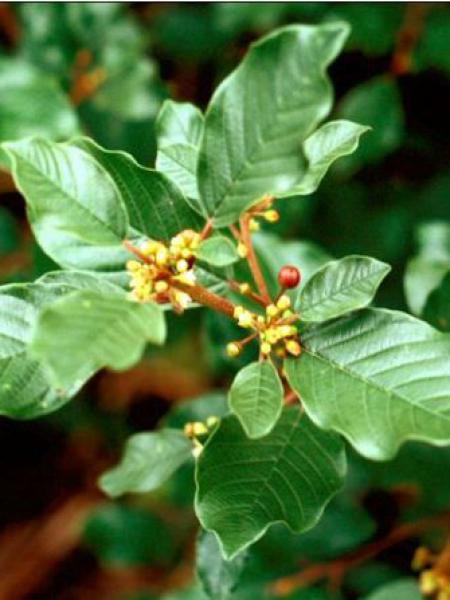 Bourdaine - Rhamnus frangula - Le Jardin du Pic Vert