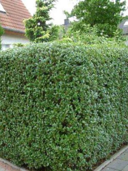 Troène commun, Troène d'Europe - Ligustrum vulgare - Le Jardin du Pic Vert