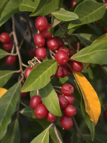 Chalef - Elaeagnus umbellata - Le Jardin du Pic Vert