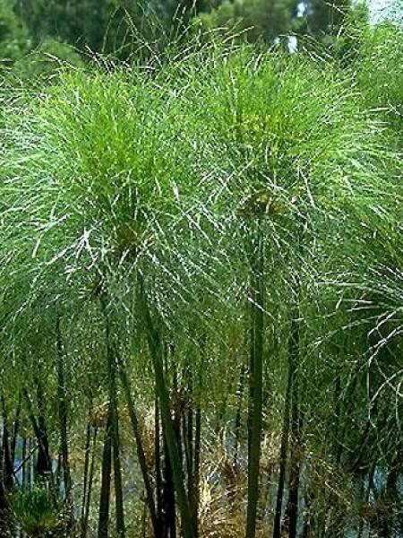 Papyrus du Nil, Souchet à papier - Cyperus papyrus percamentus - Le ...
