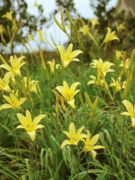 Lis d'un jour, Hémérocalle jaune parfumée - Hemerocallis citrina - Le ...