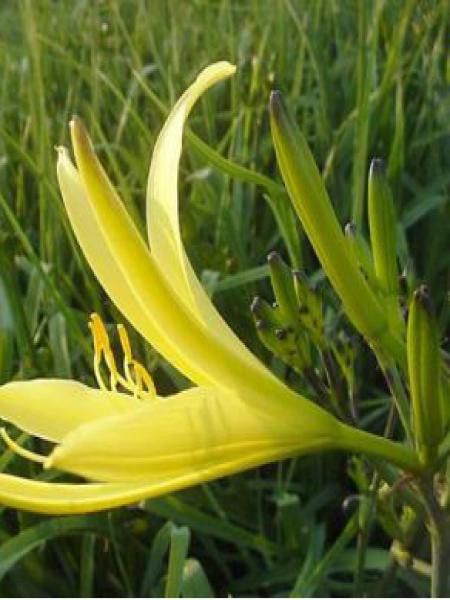 Lis d'un jour, Hémérocalle jaune parfumée - Hemerocallis citrina - Le ...
