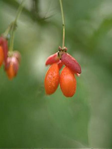 Fusain ailé - Euonymus alatus - Le Jardin du Pic Vert