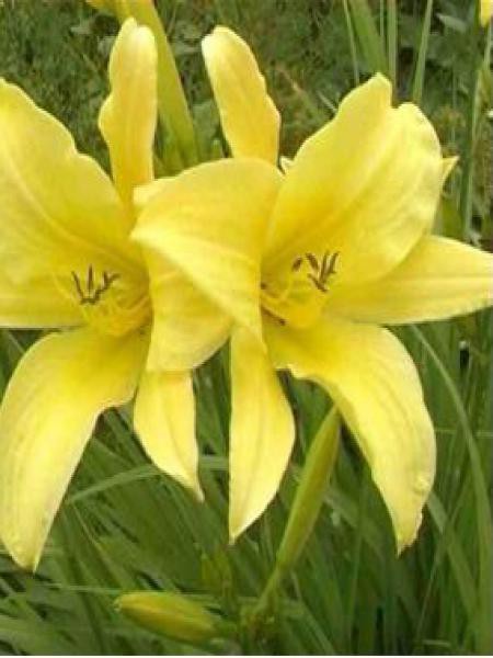 Lis d'un jour, Hémérocalle jaune parfumée - Hemerocallis citrina - Le ...