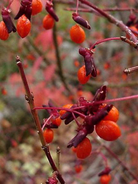 Fusain ailé - Euonymus alatus - Le Jardin du Pic Vert