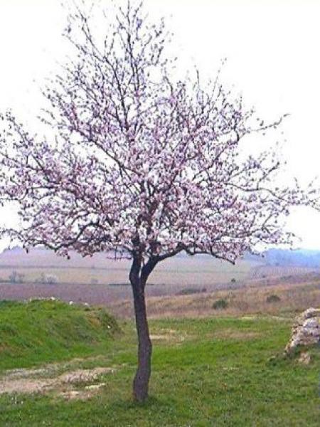 Amandier - Prunus dulcis - Le Jardin du Pic Vert