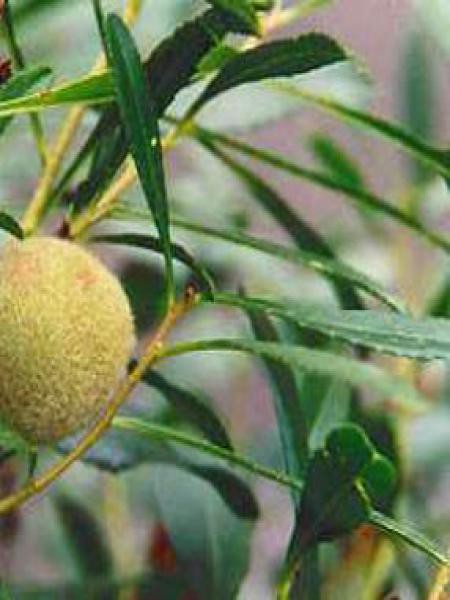 Amandier - Prunus dulcis - Le Jardin du Pic Vert