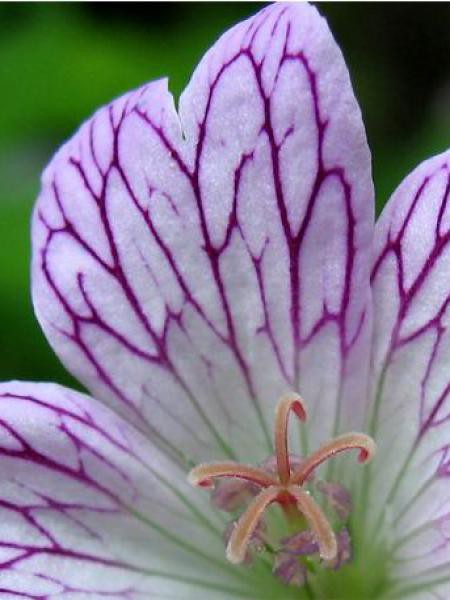 Géranium vivace versicolor - Geranium versicolor - Le Jardin du Pic Vert