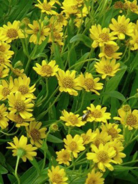 Arnique chamissonis - Arnica chamissonis - Le Jardin du Pic Vert