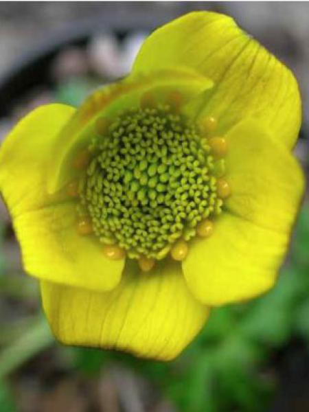 Trolle pumilus - Trollius pumilus - Le Jardin du Pic Vert