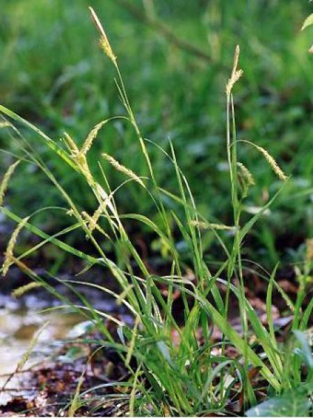 Laîche des bois - Carex sylvatica - Le Jardin du Pic Vert