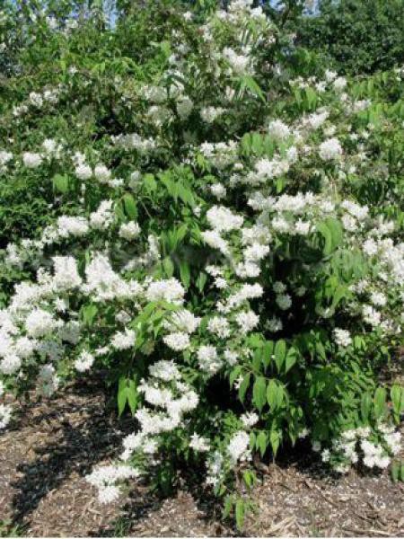 Deutzia x magnifica - Deutzia magnifica - Le Jardin du Pic Vert
