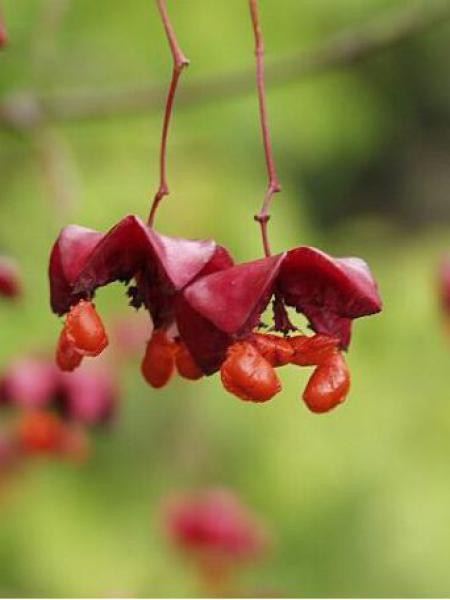 Fusain d'Europe - Euonymus europaeus - Le Jardin du Pic Vert