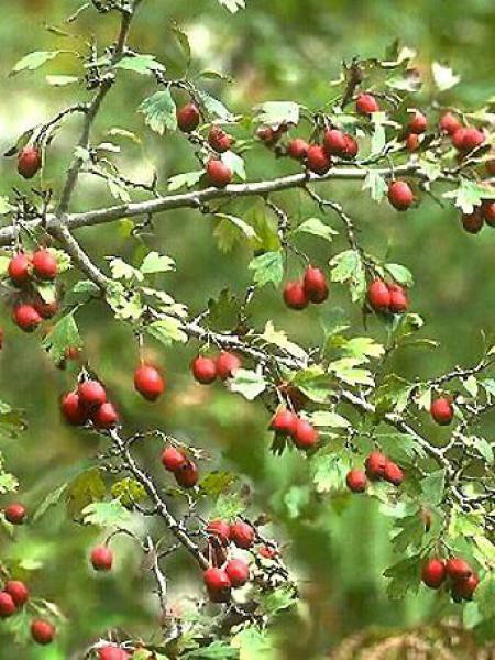 Aubépine, épine blanche - Crataegus monogyna - Le Jardin du Pic Vert