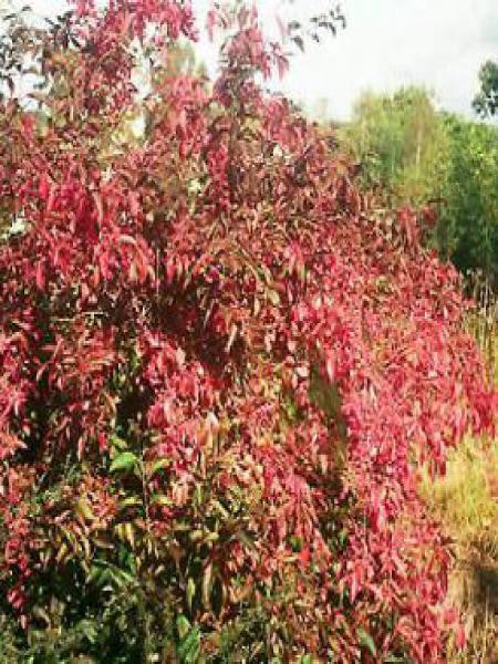 Fusain d'Europe - Euonymus europaeus - Le Jardin du Pic Vert