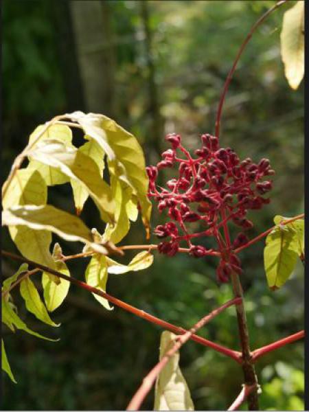 Arbre aux abeilles,Arbre à miel,Arbre aux cent mille fleurs - Tetradium ...