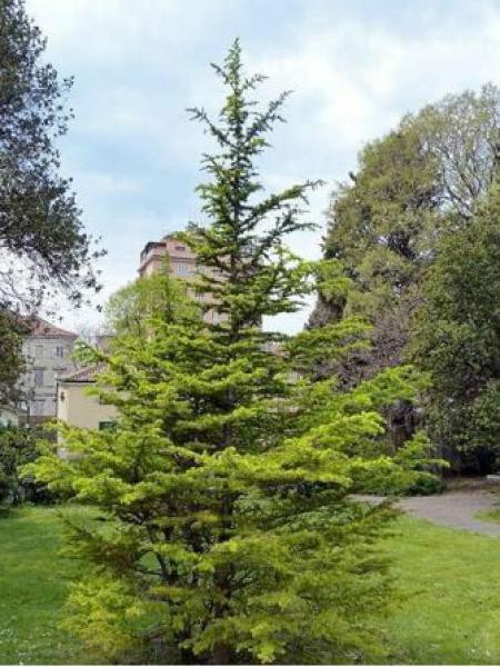 Cèdre du Liban - Cedrus libani - Le Jardin du Pic Vert