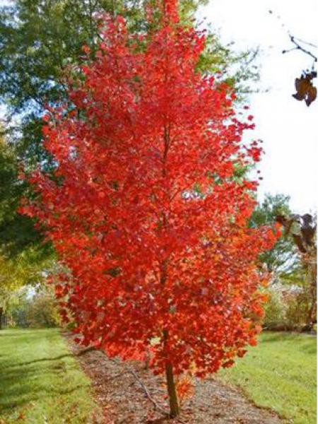 Érable rouge 'October Glory' - Acer rubrum - Le Jardin du Pic Vert