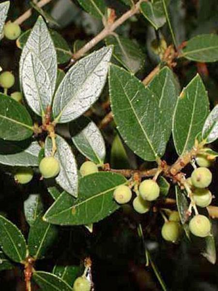 Filaria latifolia - Phillyrea latifolia - Le Jardin du Pic Vert