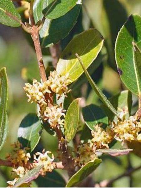 Filaria latifolia - Phillyrea latifolia - Le Jardin du Pic Vert