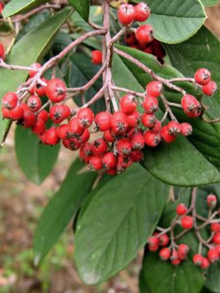 Cotoneaster lacteus - Cotoneaster lacteus - Le Jardin du Pic Vert