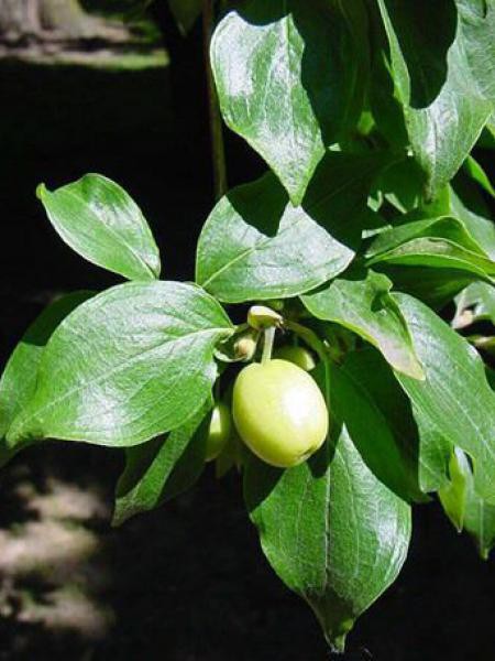 Cornouiller mâle - Cornus mas - Le Jardin du Pic Vert