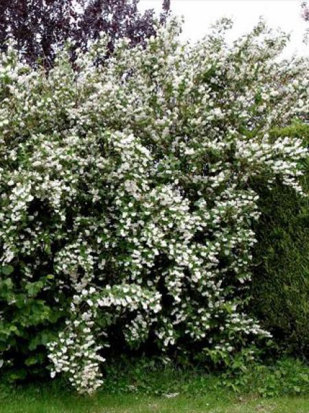 Deutzia scabra - Deutzia scabra - Le Jardin du Pic Vert