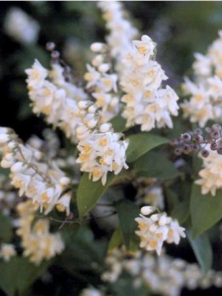 Deutzia scabra - Deutzia scabra - Le Jardin du Pic Vert