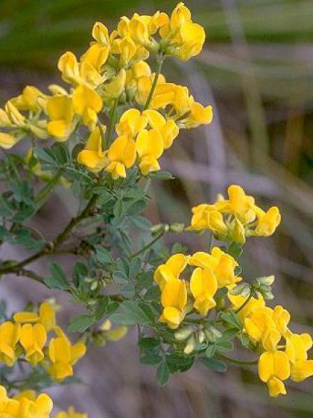 Coronille des jardins - Coronilla emerus - Le Jardin du Pic Vert