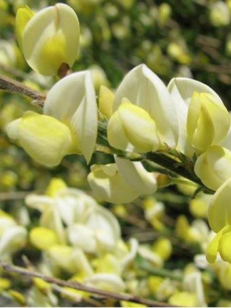 Genêt rampant kewensis - Cytisus kewensis - Le Jardin du Pic Vert