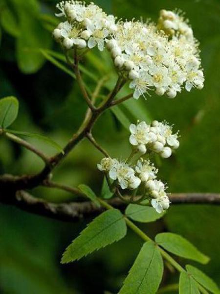 Sorbier des oiseleurs - Sorbus aucuparia - Le Jardin du Pic Vert