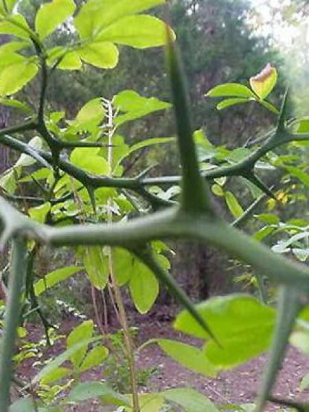 Citronier épineux - Poncirus trifoliata - Le Jardin du Pic Vert