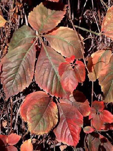 Vigne vierge vraie, Vigne vierge de Virginie - Parthenocissus ...