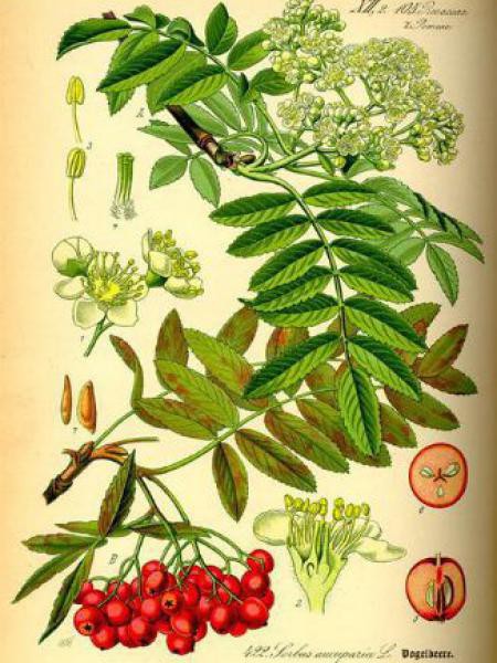 Sorbier des oiseleurs - Sorbus aucuparia - Le Jardin du Pic Vert