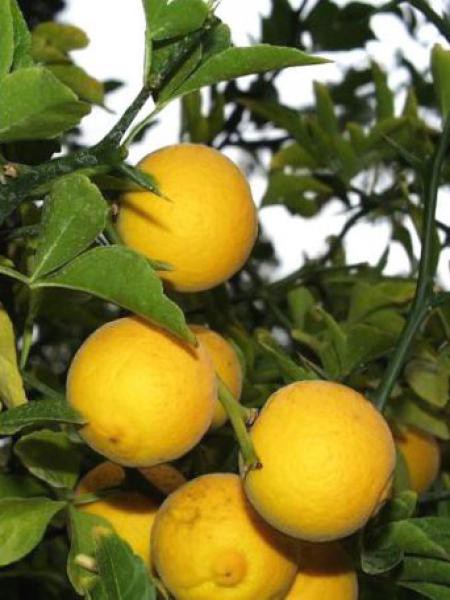 Citronier épineux - Poncirus trifoliata - Le Jardin du Pic Vert