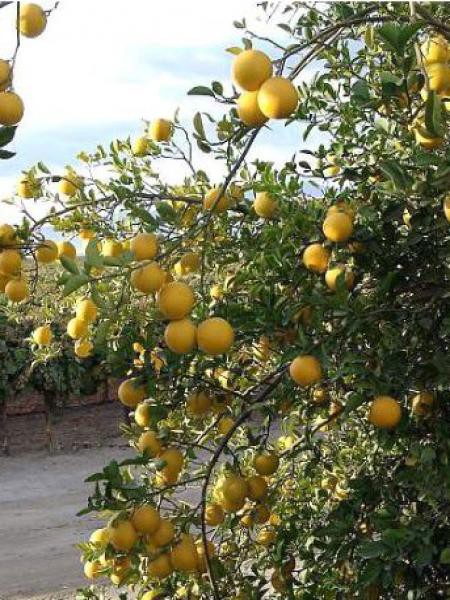 Citronier épineux - Poncirus trifoliata - Le Jardin du Pic Vert