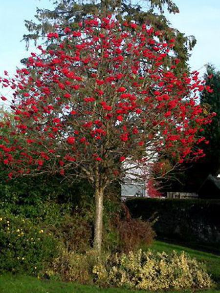 Sorbier des oiseleurs - Sorbus aucuparia - Le Jardin du Pic Vert