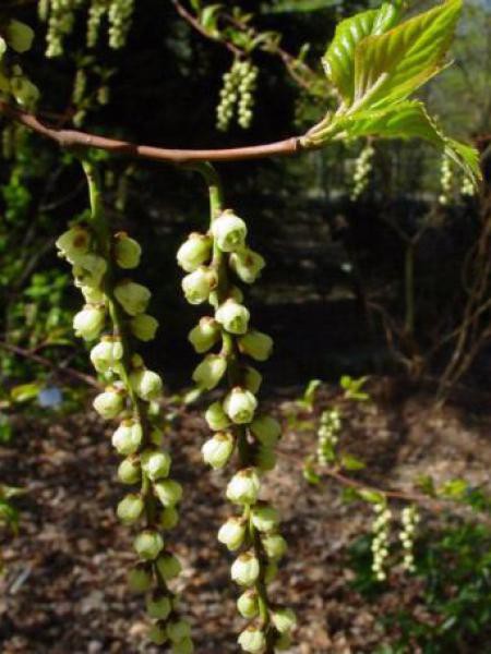 Stachyurus praecox - Stachyurus praecox - Le Jardin du Pic Vert
