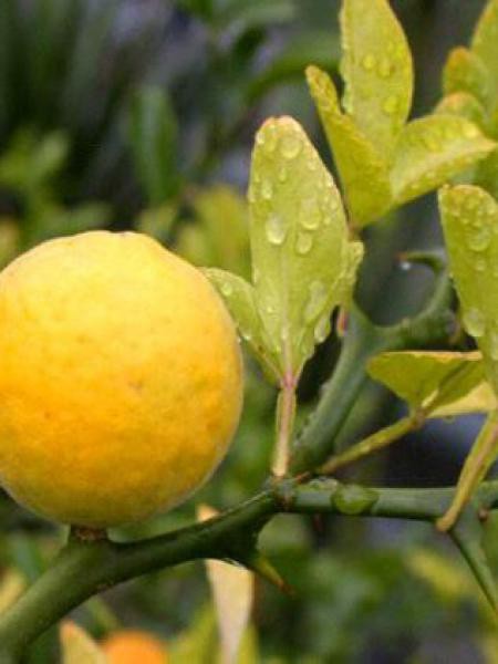 Citronier épineux - Poncirus trifoliata - Le Jardin du Pic Vert