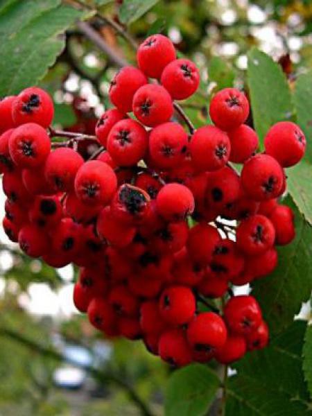 Sorbier des oiseleurs - Sorbus aucuparia - Le Jardin du Pic Vert