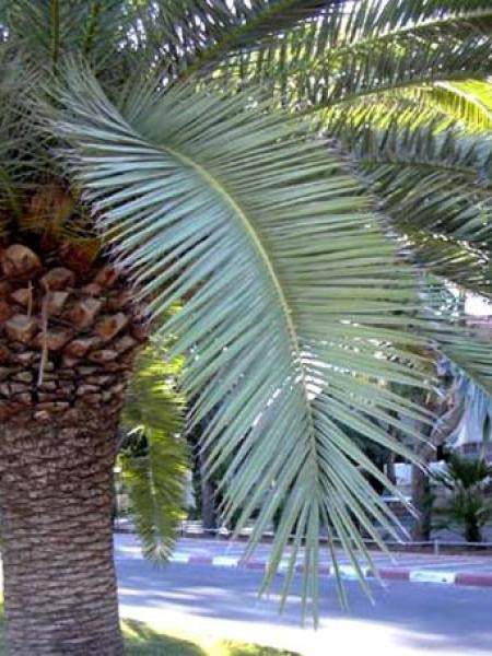 Palmier dattier des Canaries - Phoenix canariensis - Le Jardin du Pic Vert