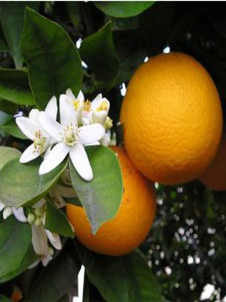 Oranger - Citrus sinensis - Le Jardin du Pic Vert