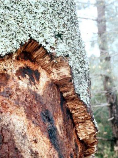 Chêne-liège - Quercus suber - Le Jardin du Pic Vert