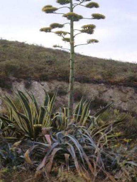 Agave - Agave americana - Le Jardin du Pic Vert
