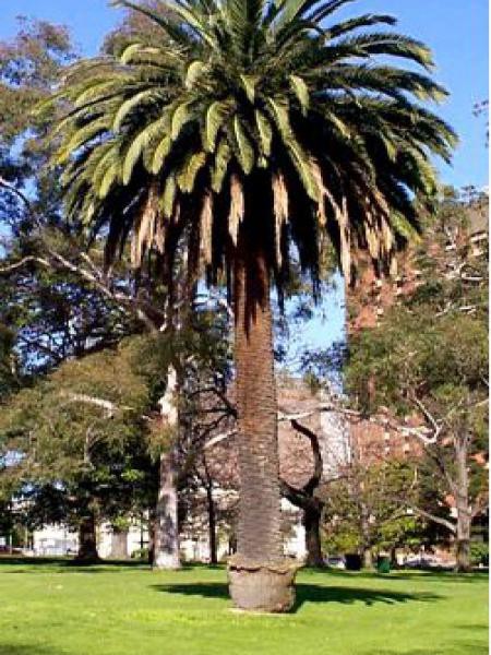 Palmier dattier des Canaries - Phoenix canariensis - Le Jardin du Pic Vert