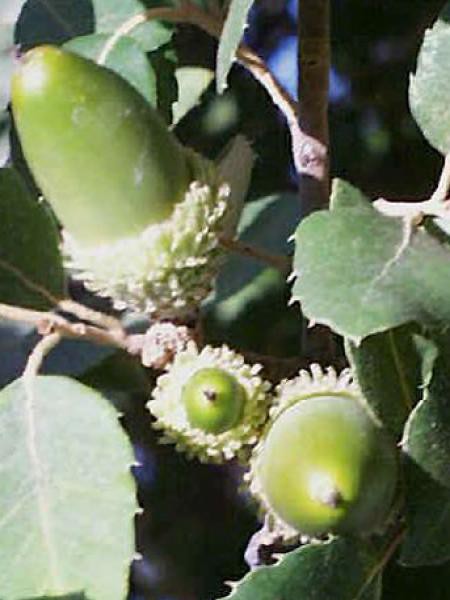 Chêne-liège - Quercus suber - Le Jardin du Pic Vert