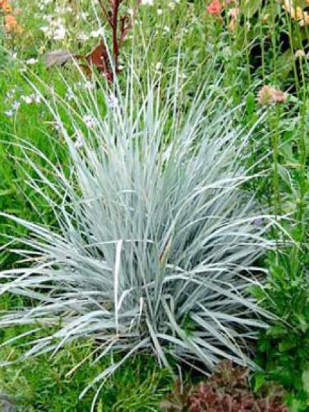 Agropyron magellanicum - Agropyron magellanicum - Le Jardin du Pic Vert