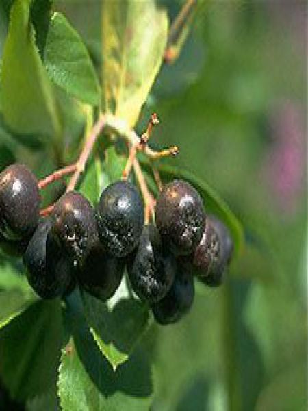 Aronie à fruits noirs - Aronia melanocarpa - Le Jardin du Pic Vert