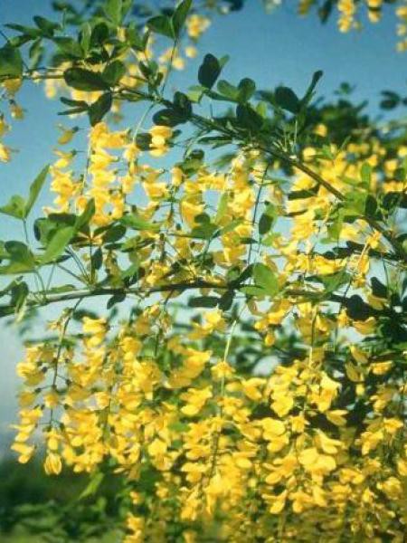 Cytise commun, Faux ébénier - Laburnum anagyroides - Le Jardin du Pic Vert